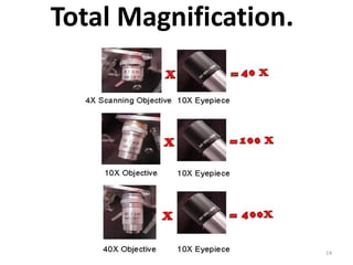 compound microscope (basic) | PPTX