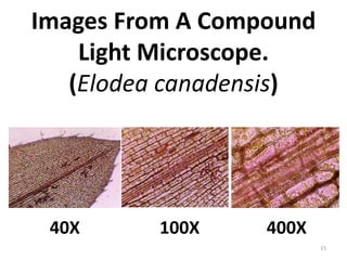 Compound Microscope Slides