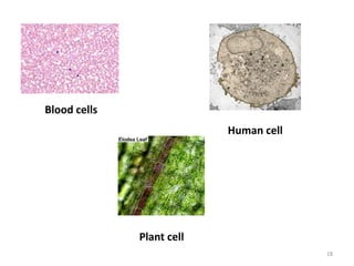 Compound Microscope Cells