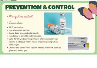 Yellow Fever: Causes, Symptoms, Prevention, and Treatment | PPTX