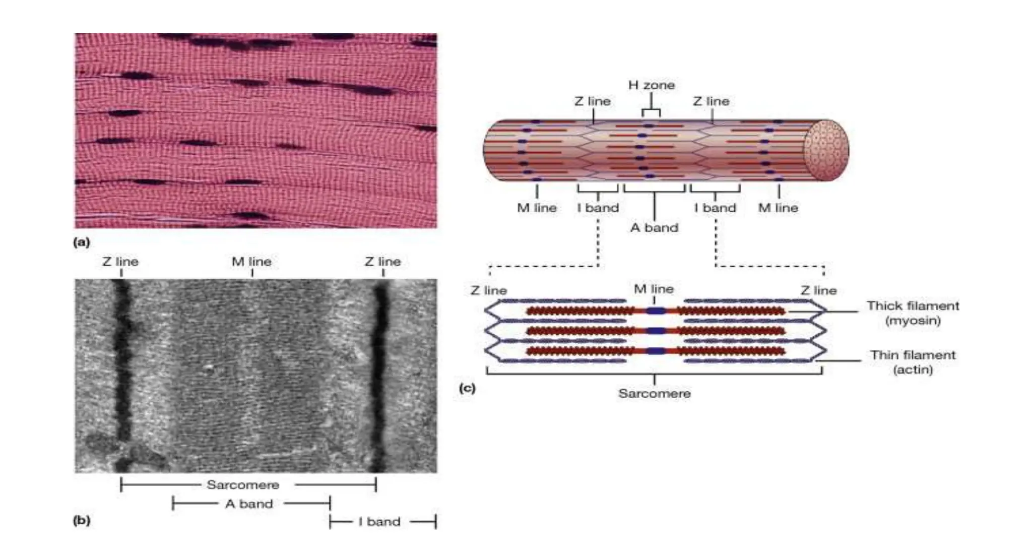 ppt cadiac muscle.pptx to increase knowledge and awareness | PPT