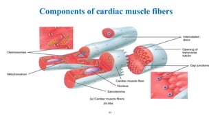 ppt cadiac muscle.pptx to increase knowledge and awareness | PPT