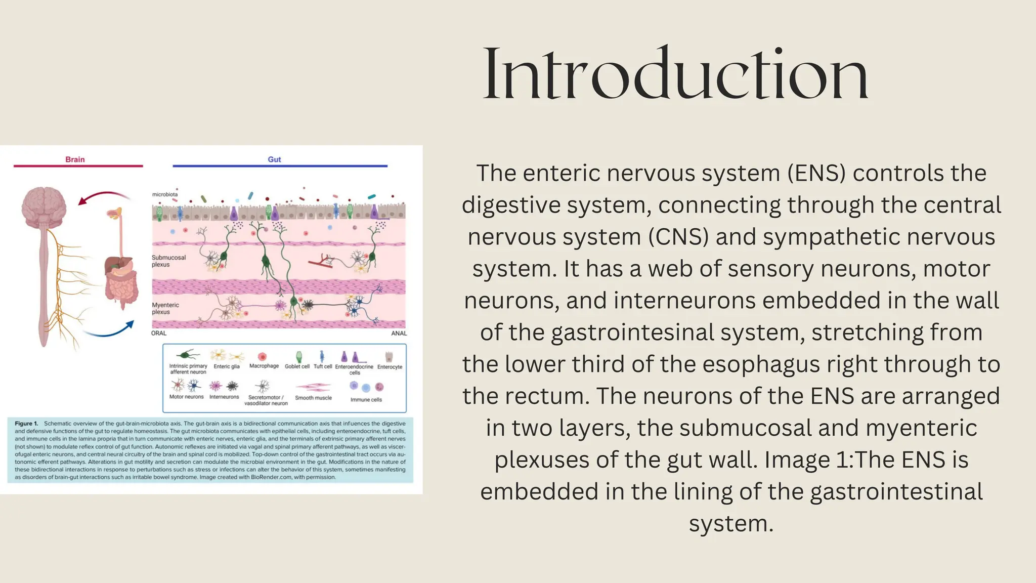 Shruti_ppt_physiilogy.pdf enteric nervous system | PDF