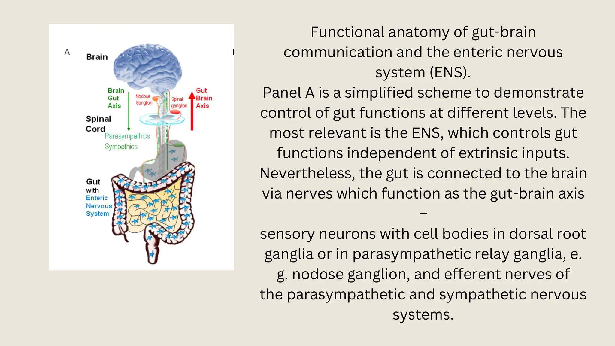 Shruti_ppt_physiilogy.pdf enteric nervous system | PDF