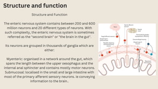 Shruti_ppt_physiilogy.pdf enteric nervous system | PPT