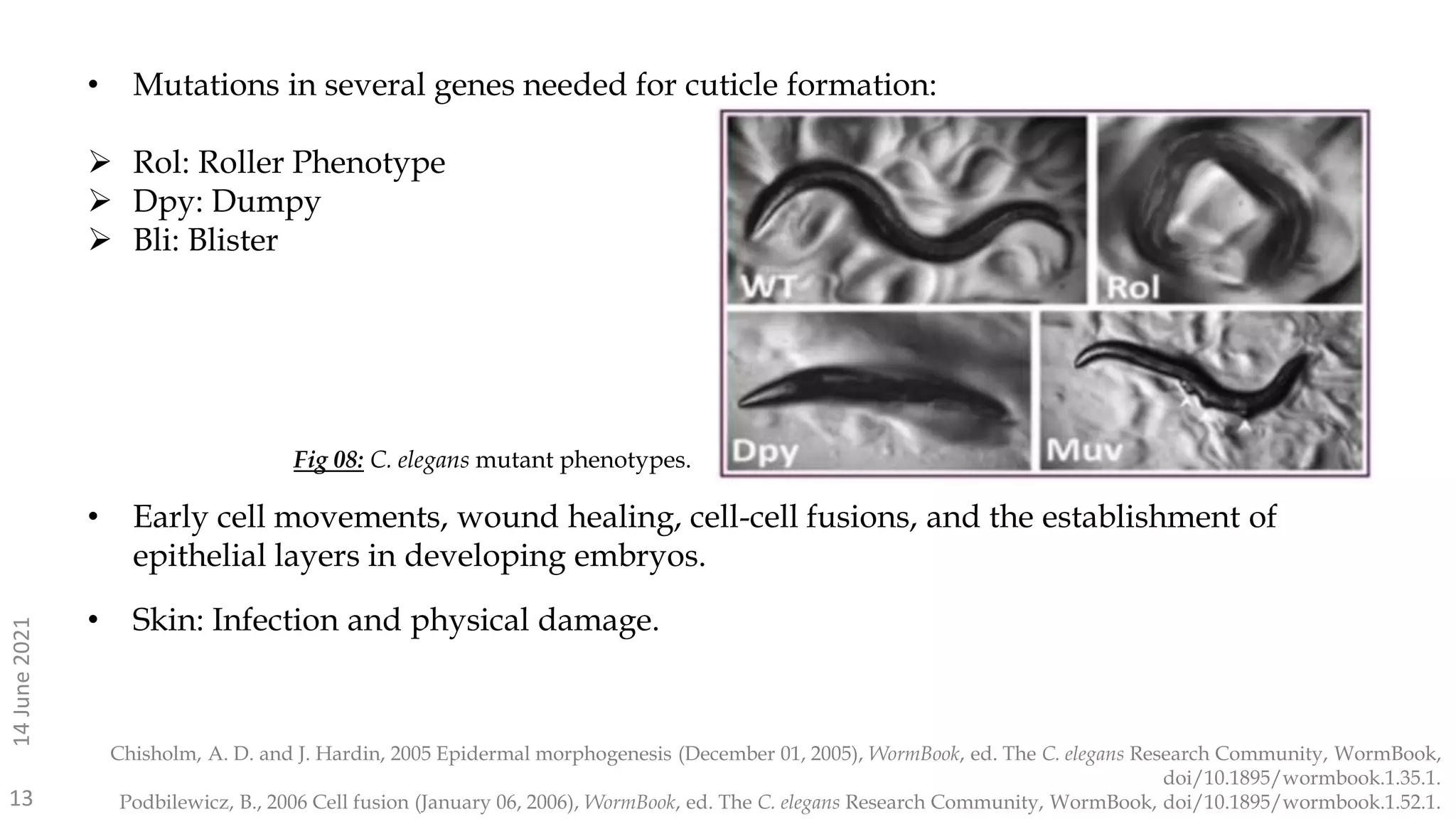 Caenorhabditis elegans | PPTX