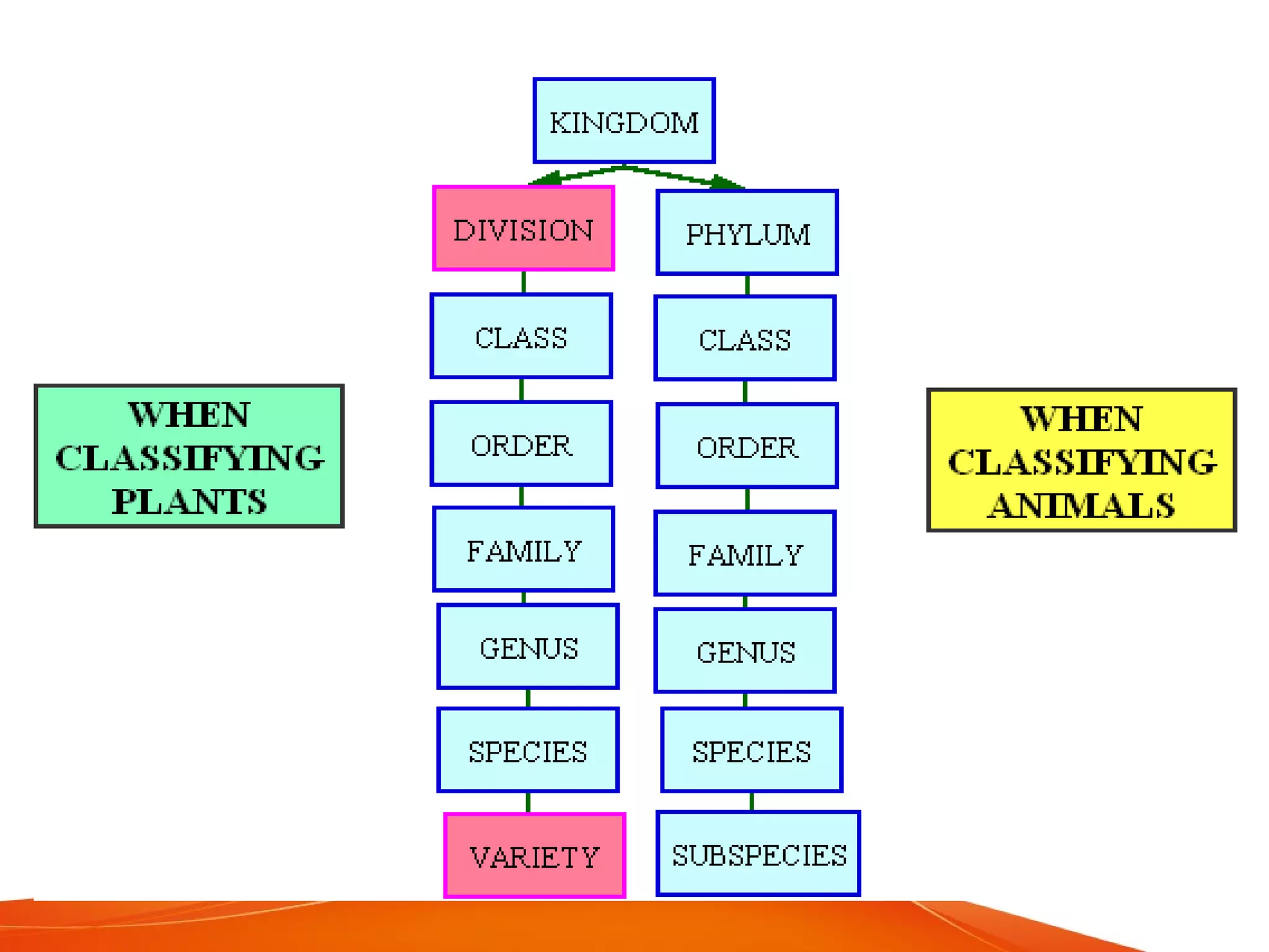 SYSTEMATICS: Based on Evolutionary Relationships | PPT