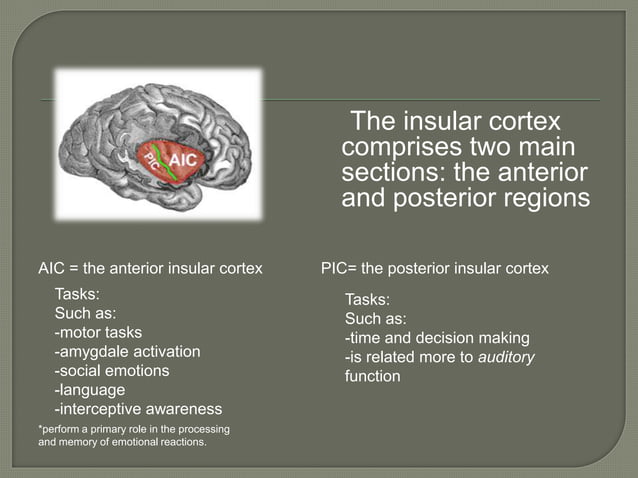 The Insular Cortex | PPTX