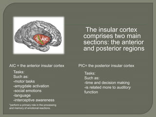 Insular Cortex Diagram