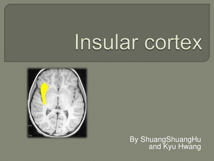 Insular Cortex Brain Anatomy