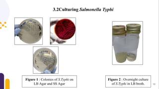 Isolation and Evaluation of bacteriophages against Salmonella Typhi | PPTX