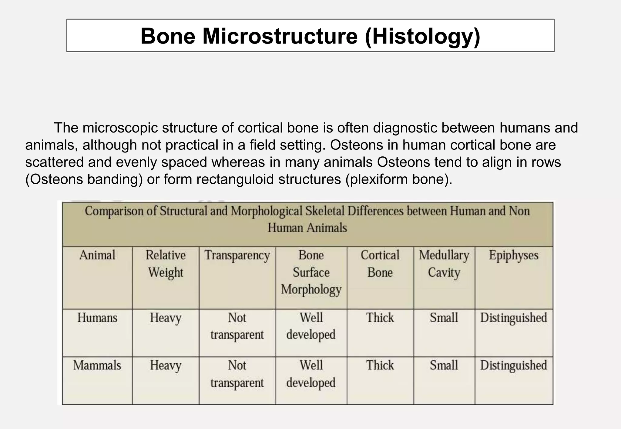 Antropological Comparision Between Human and Non-human Skeleton Remains ...