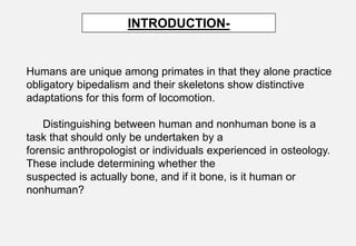Antropological Comparision Between Human and Non-human Skeleton Remains ...
