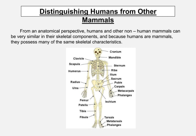 Antropological Comparision Between Human and Non-human Skeleton Remains ...
