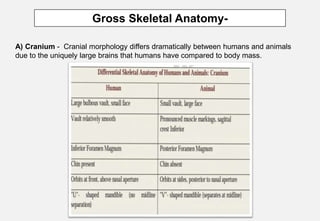 Antropological Comparision Between Human and Non-human Skeleton Remains ...