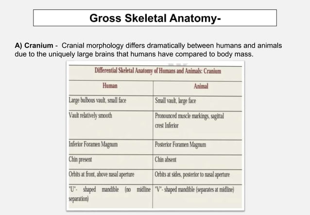 Antropological Comparision Between Human and Non-human Skeleton Remains ...