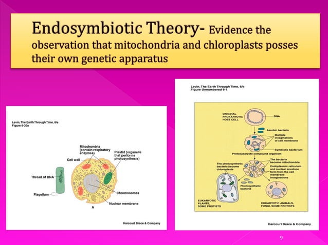 ORIGIN OF BIOELECTRICITY | PPTX