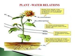 Plant physiology and metabolism ppt.pptx