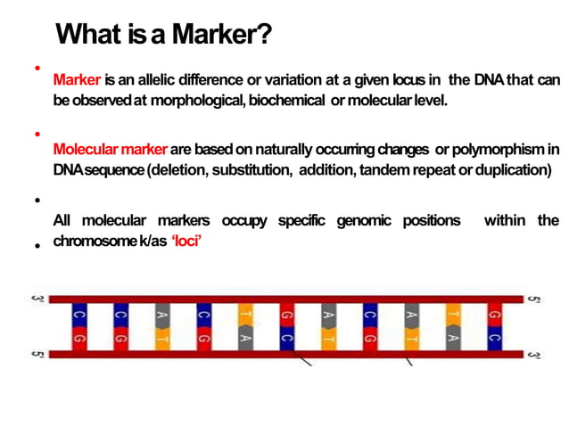 Application of molecular markers in Plant Breeding | PPTX | Genetics ...