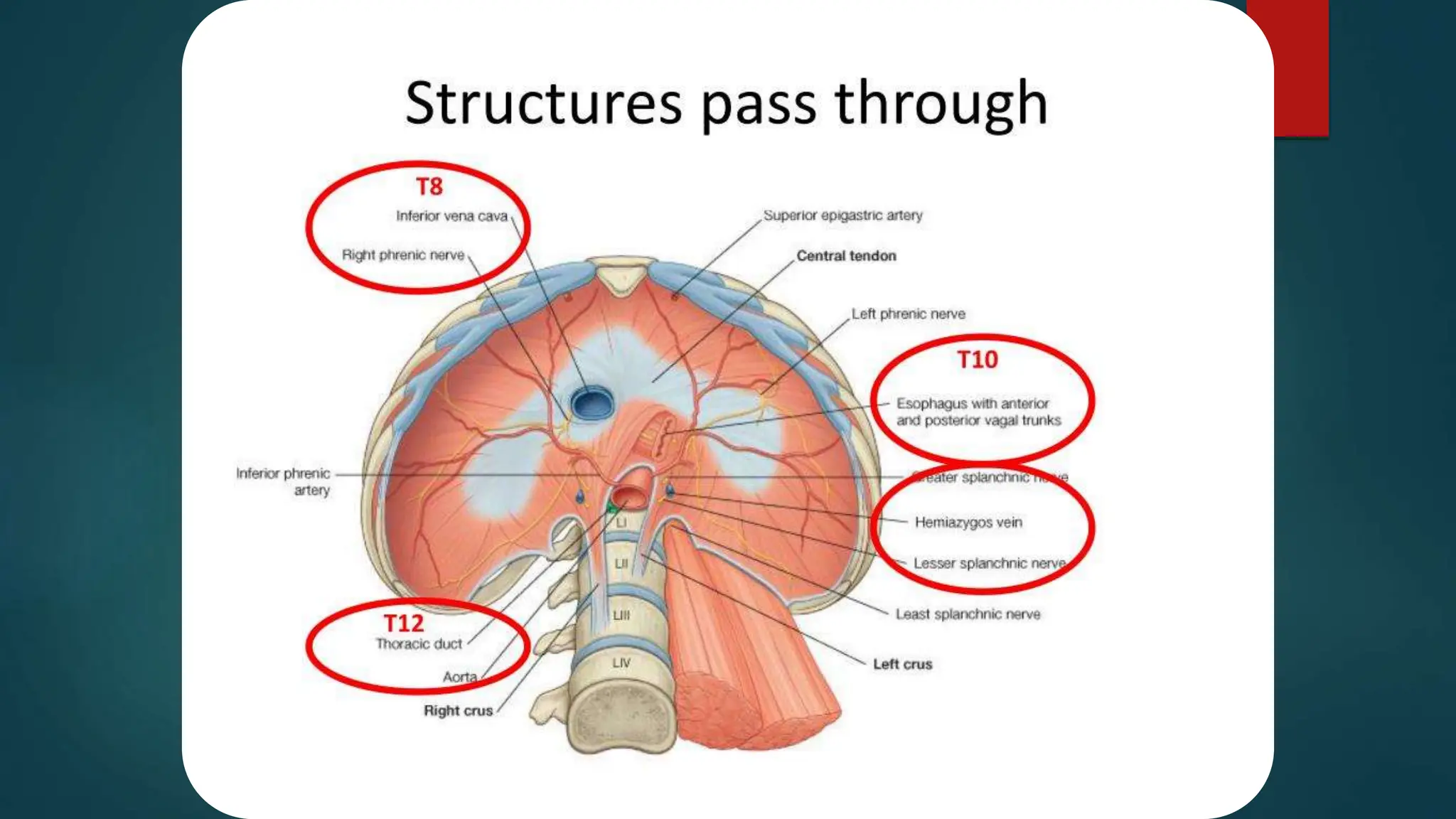 Inlets and outlets of thorax anatomy presentation | PPTX