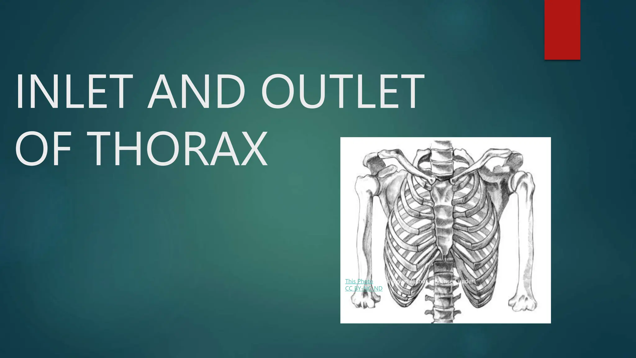 Inlets and outlets of thorax anatomy presentation | PPTX