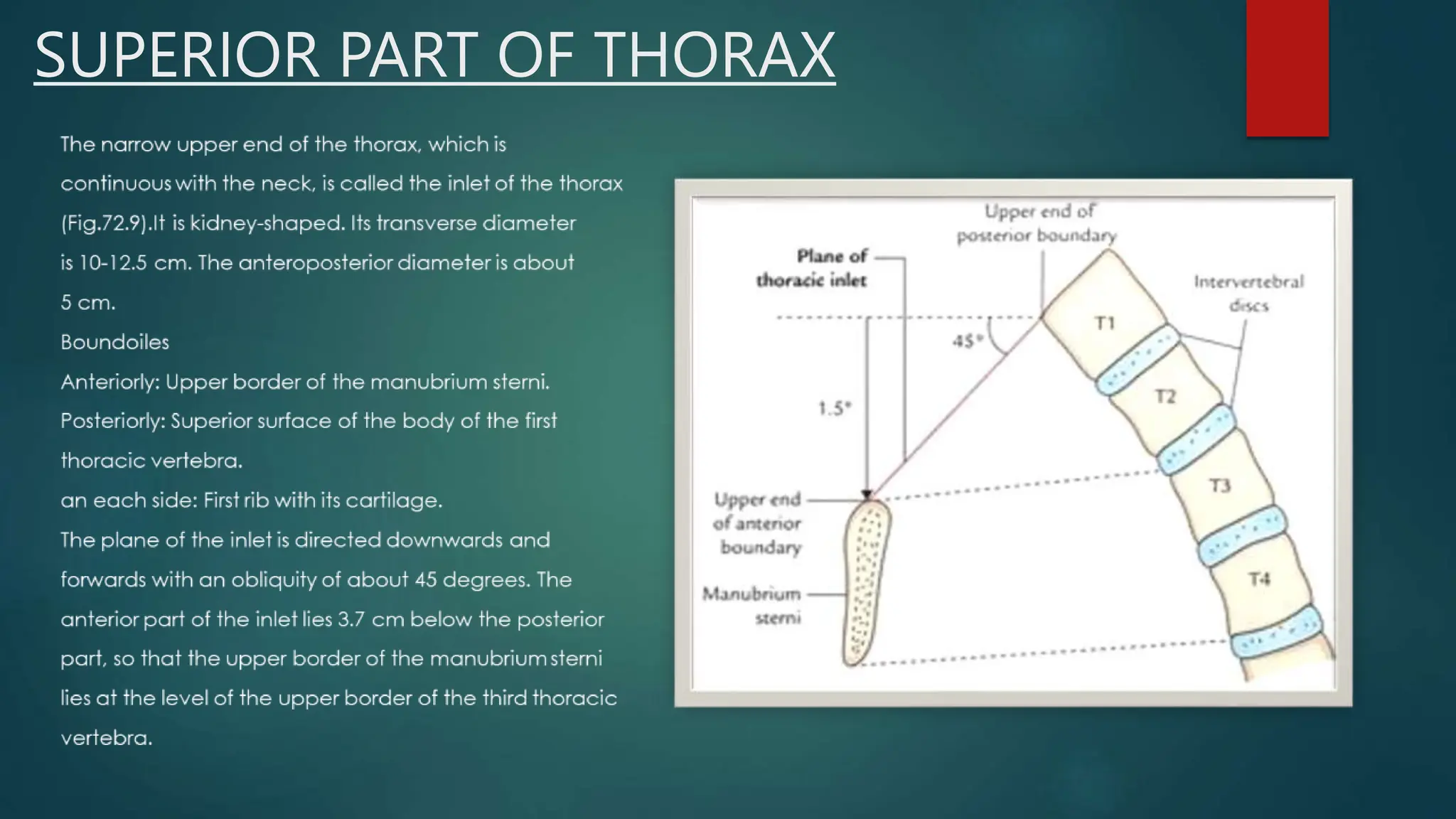 Inlets and outlets of thorax anatomy presentation | PPTX