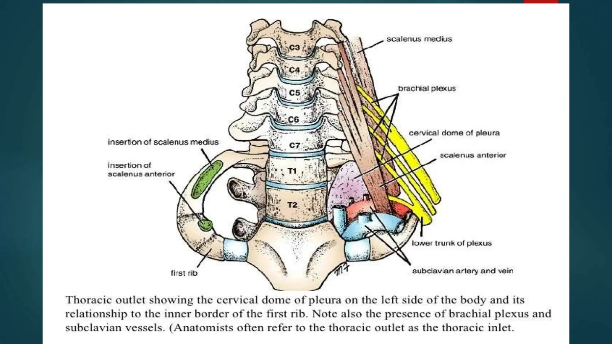 Inlets and outlets of thorax anatomy presentation | PPTX