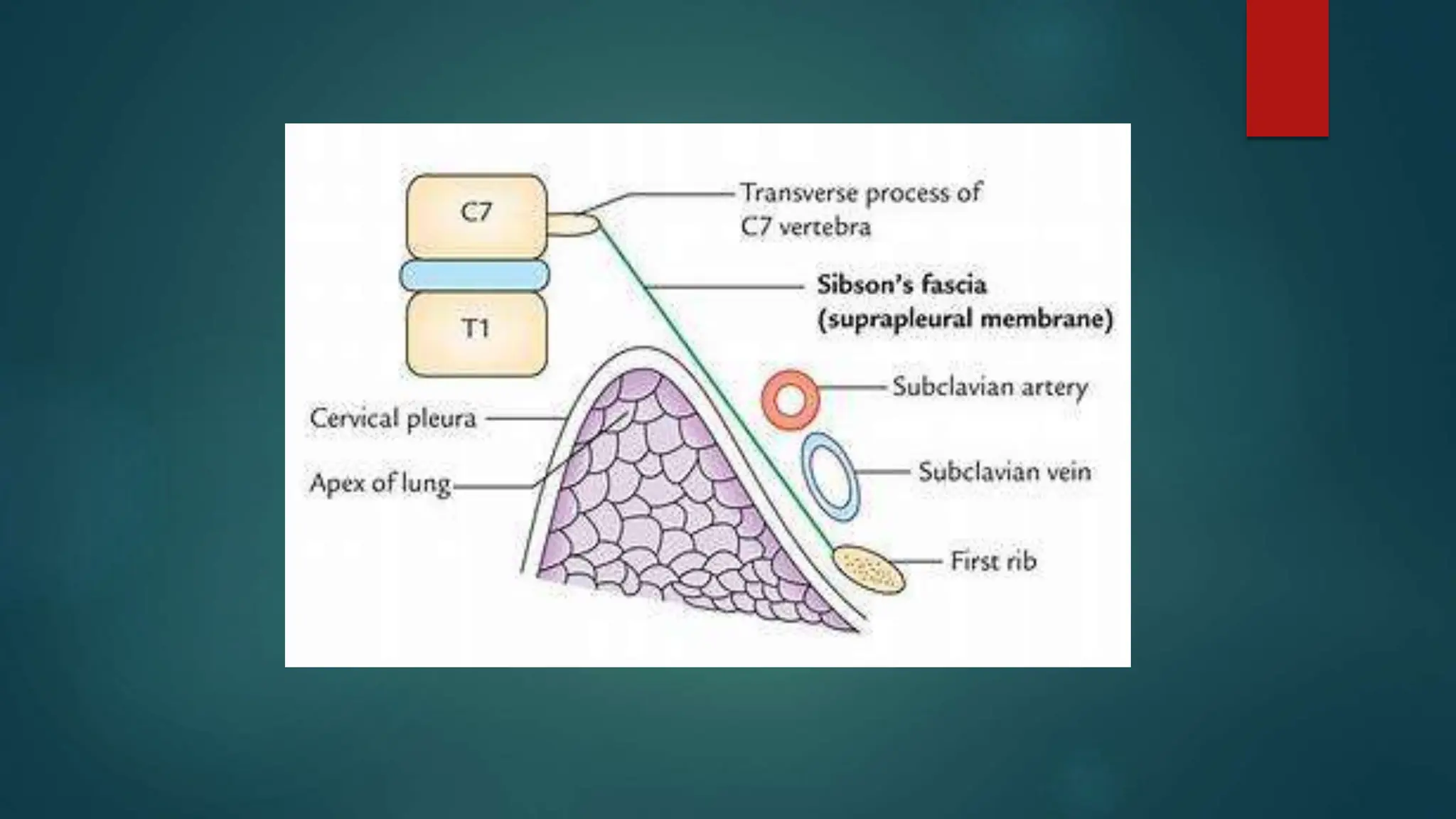 Inlets and outlets of thorax anatomy presentation | PPTX