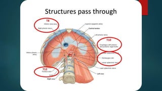 Inlets and outlets of thorax anatomy presentation | PPTX
