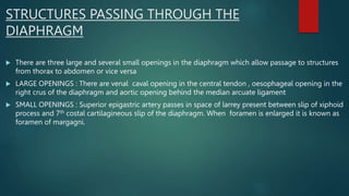 Inlets and outlets of thorax anatomy presentation | PPTX