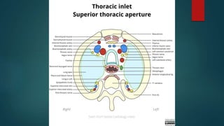 Inlets and outlets of thorax anatomy presentation | PPTX