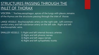 Inlets and outlets of thorax anatomy presentation | PPTX