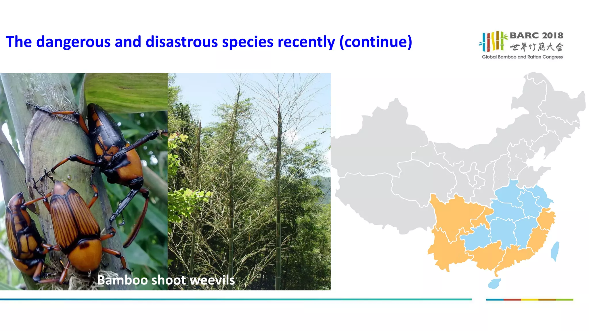 Shu Jinping_Occurrence and Control Strategy of Bamboo Pest in China | PDF