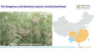 Shu Jinping_Occurrence and Control Strategy of Bamboo Pest in China | PPT
