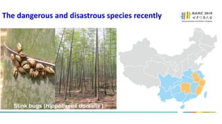 Shu Jinping_Occurrence and Control Strategy of Bamboo Pest in China | PPT
