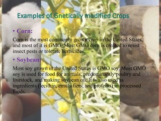 GENETICALLY MODIFIED ORGANISM'S PRESENTATION.ppt