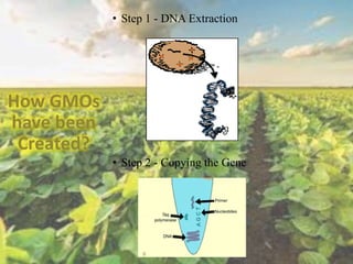 GENETICALLY MODIFIED ORGANISM'S PRESENTATION.ppt