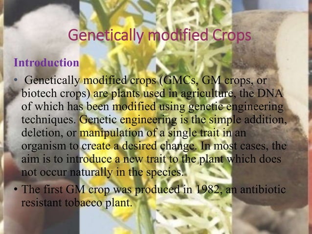 GENETICALLY MODIFIED ORGANISM'S PRESENTATION.ppt