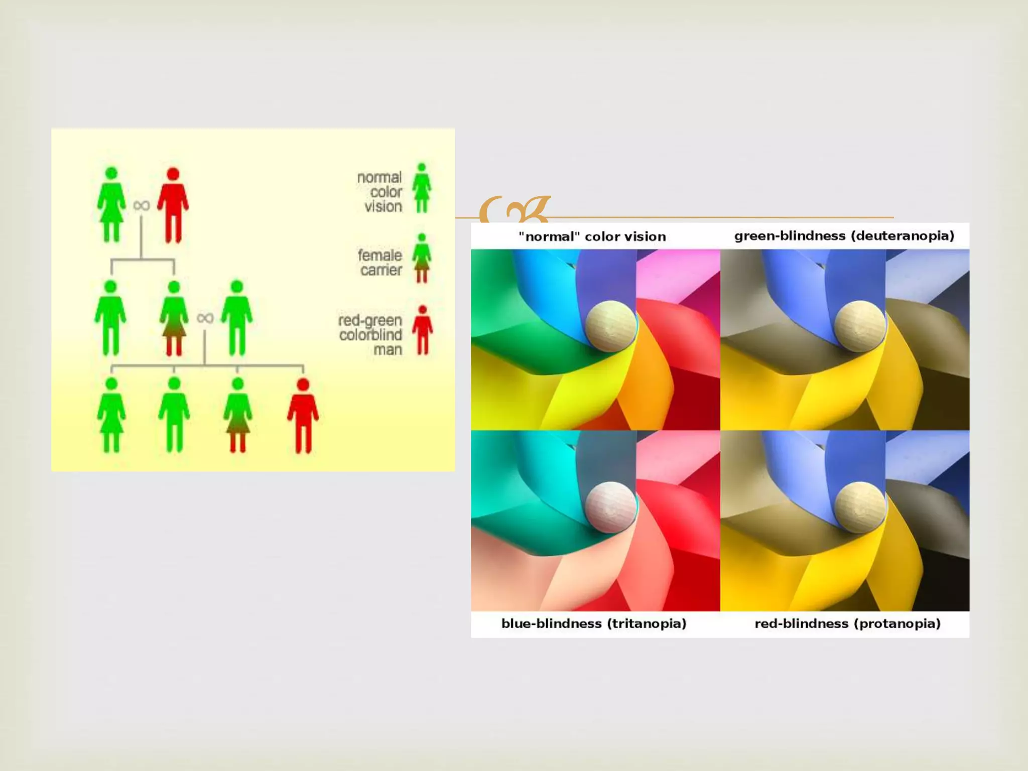 Single Gene Disorder/ Mendalian Disorder - Shumaila Riaz | PPTX