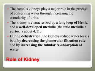 Thermoregulation & Osmoregulation in Camels | PPTX