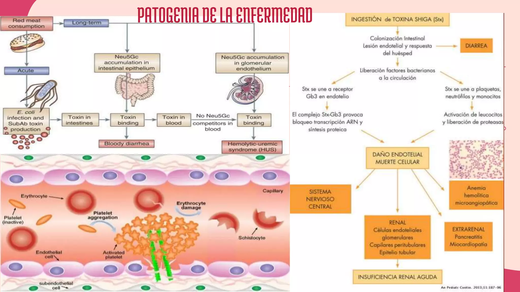 SHU PEDIATRIA.pptx