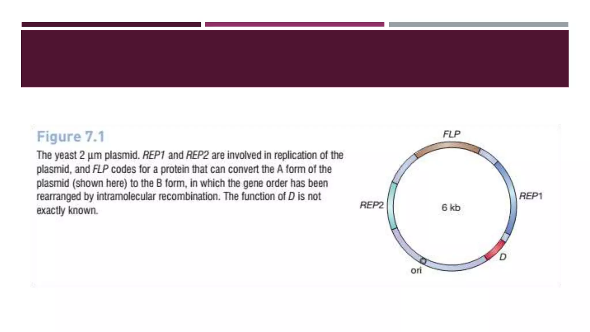Shuttle vector - a plasmid vector used in rDNA technology. | PPTX
