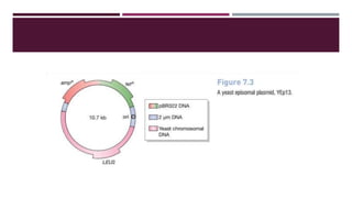 Shuttle vector - a plasmid vector used in rDNA technology. | PPTX