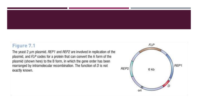 Shuttle vector - a plasmid vector used in rDNA technology. | PPTX ...