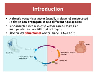 Shuttle vector | PPT