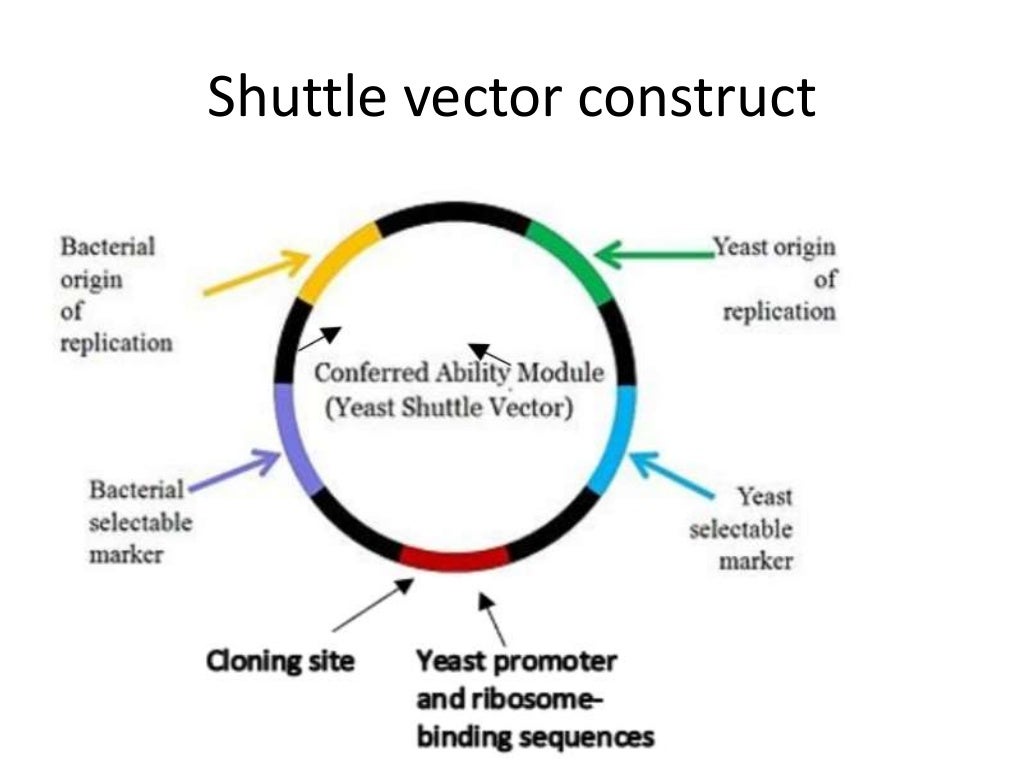 Shuttle vector