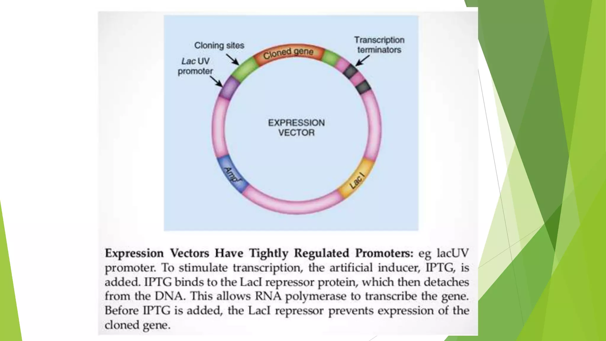 shuttle vectors ppts.pptx