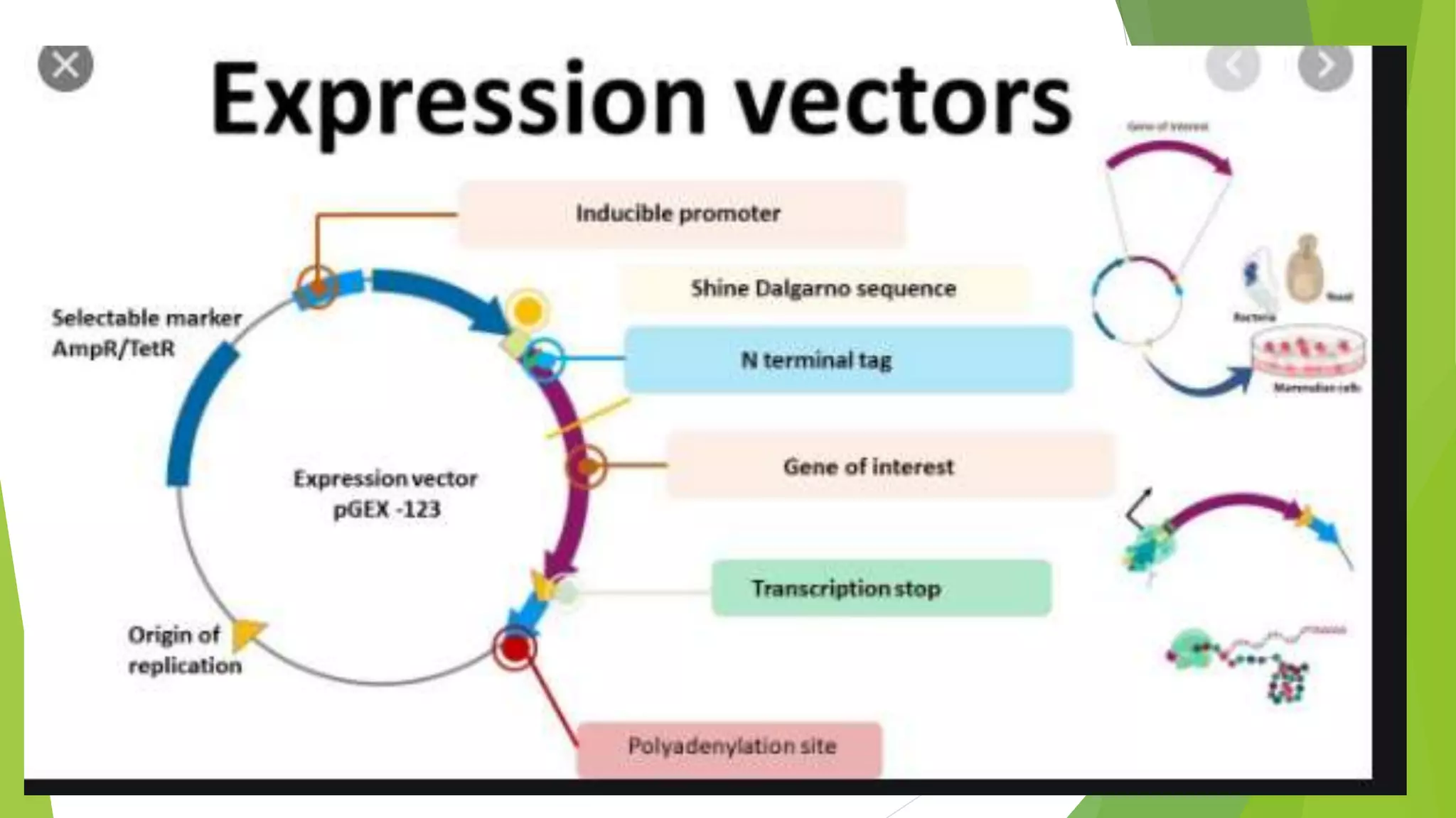 shuttle vectors ppts.pptx