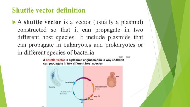 shuttle vectors ppts.pptx
