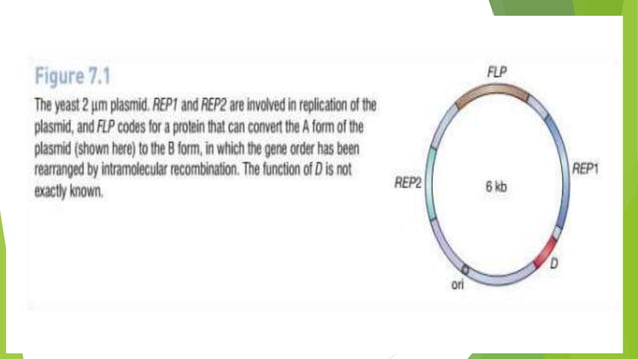 shuttle vectors ppts.pptx
